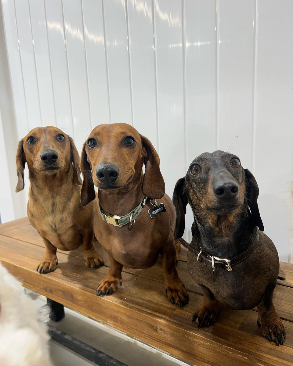 Hello, dear Puppy Island family and potential furry newcomers! – Puppy ...